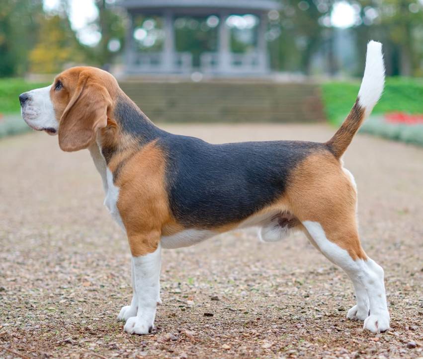 beagle - jack russel terier - puppie´s - stud dog - for sale - prodám ...